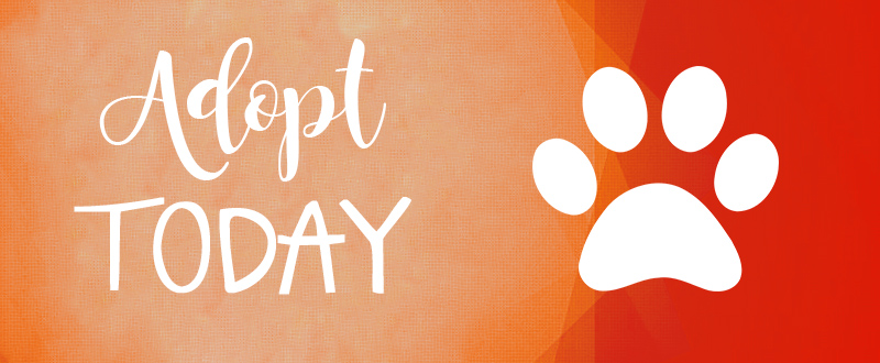adopt today | Circle of Friends Animal Society, Inc